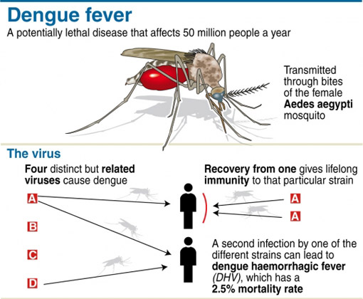 Dengue cases on the rise - Citizens Journal