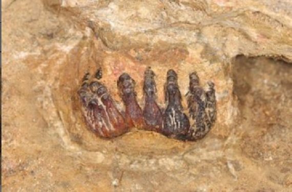 Scientists discover Stegodon elephant fossil in Malaysian cave ...
