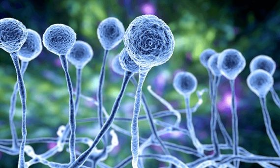 Fungal Disease: All you need to know about the deadly fungi - Citizens ...