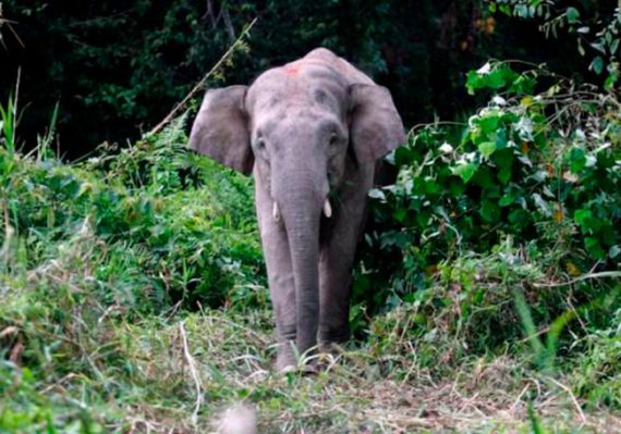 An undeclared human-elephant conflict in Malaysia - Citizens Journal