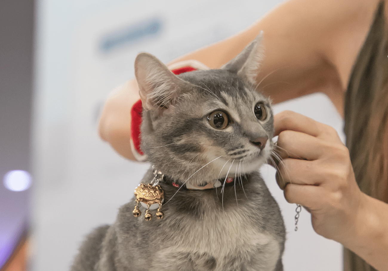 Pet owners flock to Sutera Mall for ‘Fat Cat’ contest - Citizens Journal