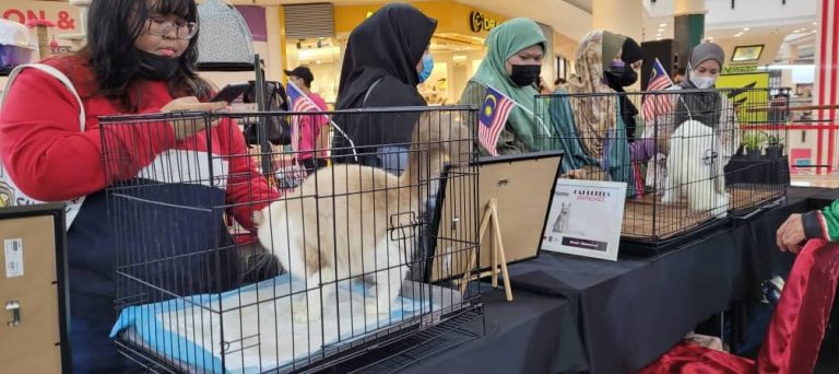 MEOW Fiesta: A purr-fect celebration of all things feline - Citizens ...