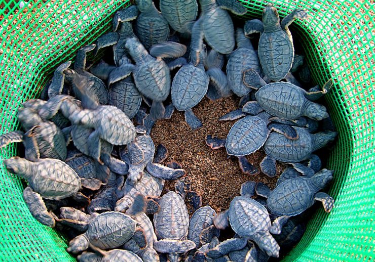 Walai Penyu Conservation Park empowers turtle protection - Citizens Journal