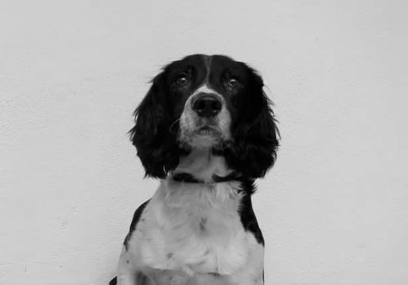 Heroic search and rescue dog Blake passes away - Citizens Journal