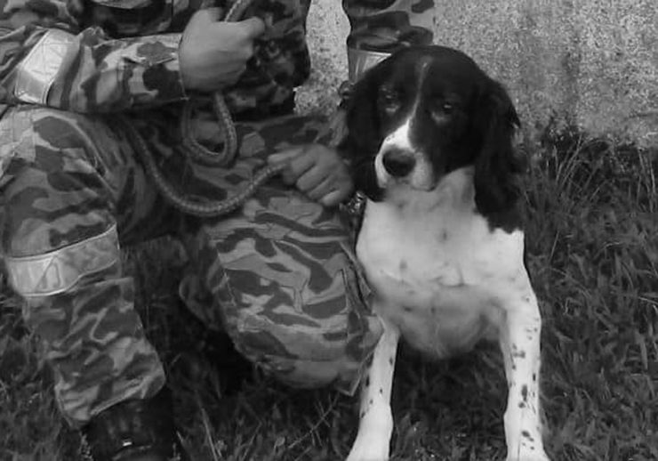 Heroic search and rescue dog Blake passes away - Citizens Journal