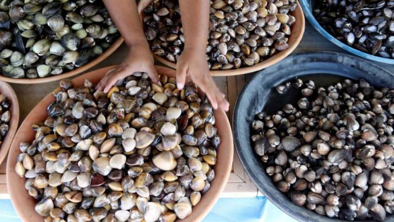 Paralytic Shellfish Poisoning detected in Teluk Likas waters - Citizens ...