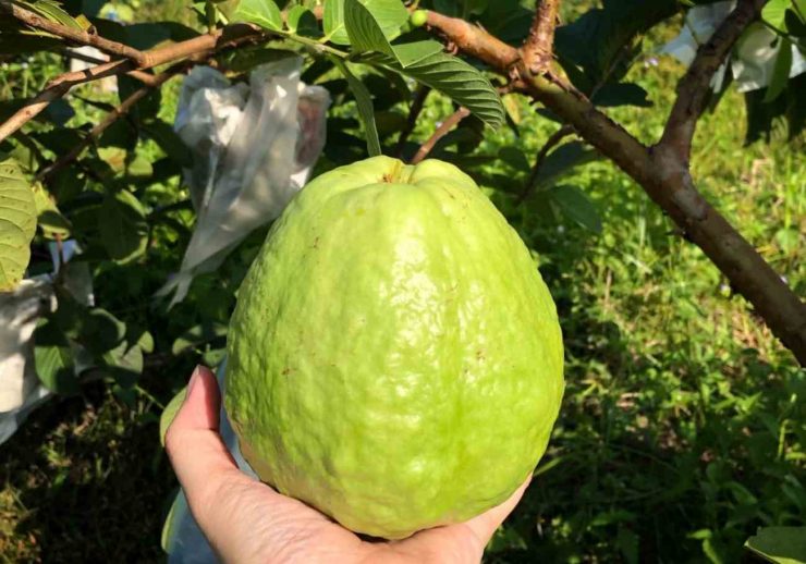 Melaka set to patent Lohan Guava as iconic fruit - Citizens Journal