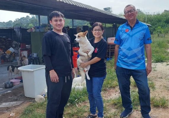 Save The Strays Team: Saving strays, one tail at a time - Citizens Journal