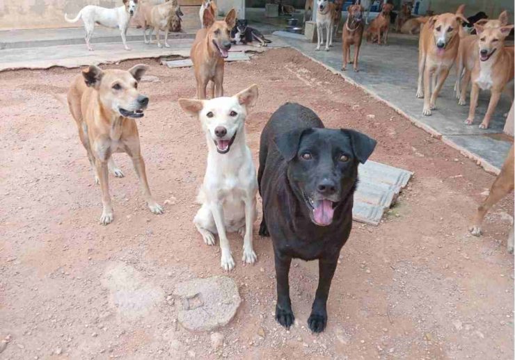 Malaysian Dogs Deserve Better: A beacon of hope for strays - Citizens ...