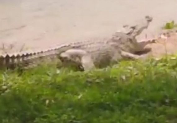 Cockroach eggs in McDonald’s Samurai burger - Citizens Journal