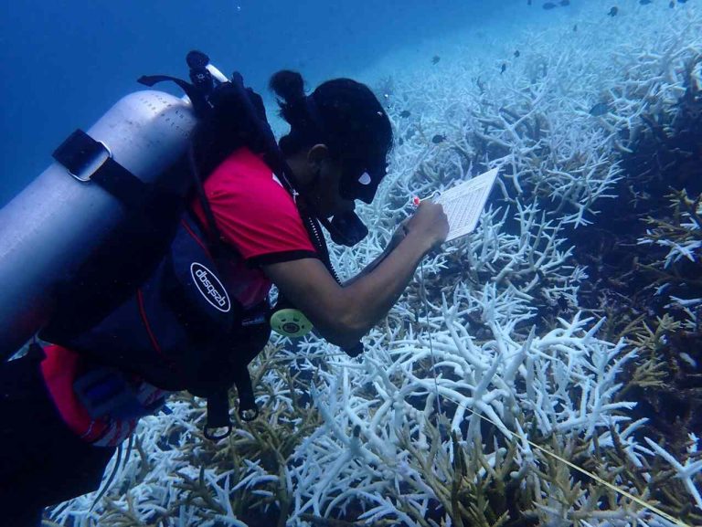 Bleaching crisis threatens coral reef survival - Citizens Journal